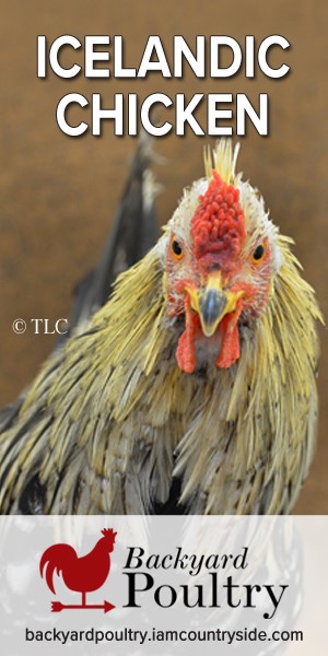 Icelandic Chicken - Breed Profile - Backyard Poultry